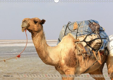 Camels – The friendly luggage carrier | photos4emotions
